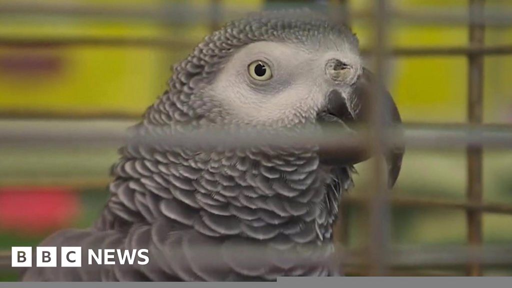 Wolf-whistling parrot ruffles feathers at supermarket - BBC News