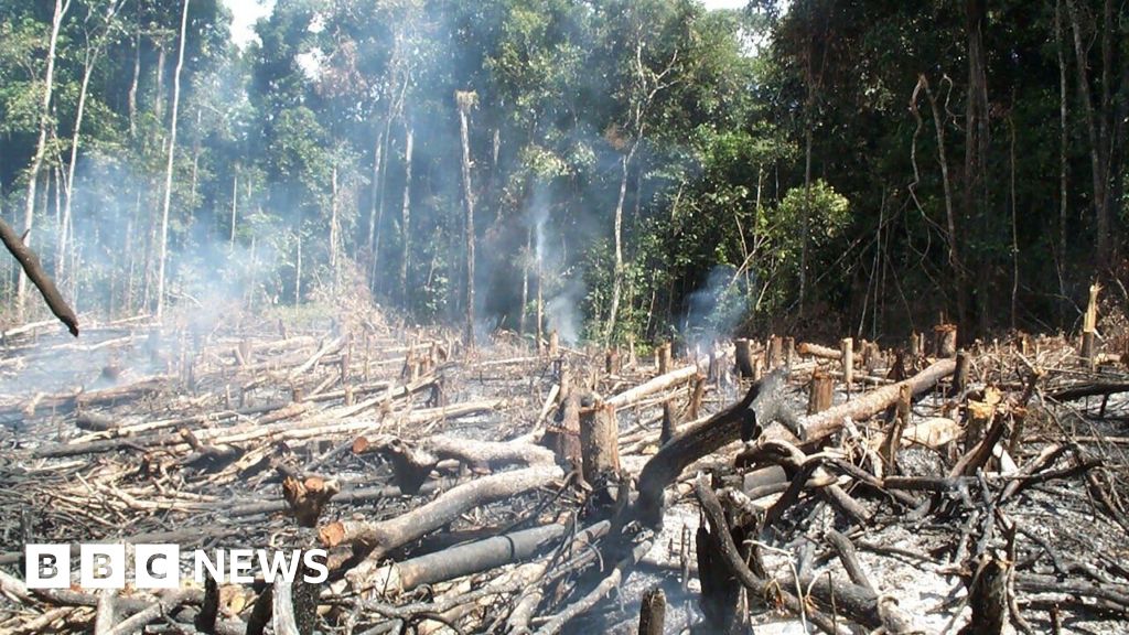 Half of all tree species in Amazon 'face extinction' - BBC News