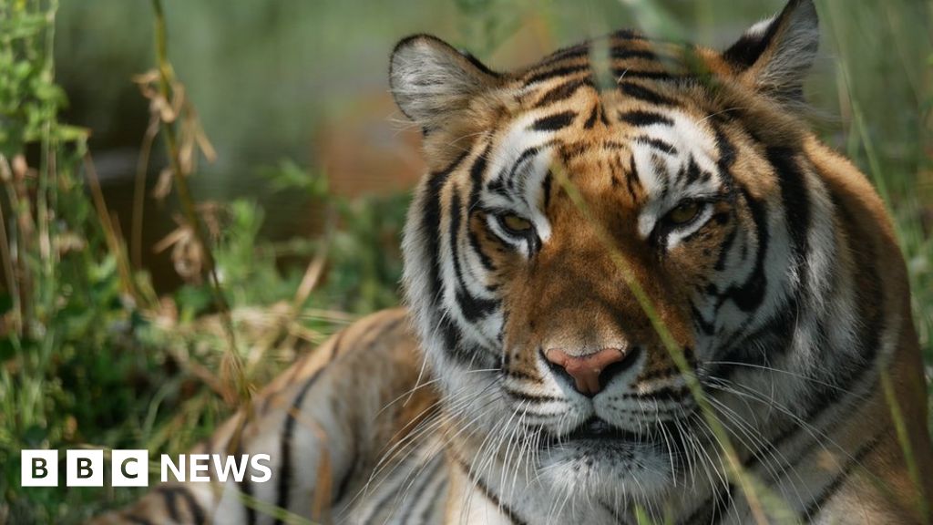 Lincolnshire Wildlife Park bids farewell to Bengal tiger Soutanna