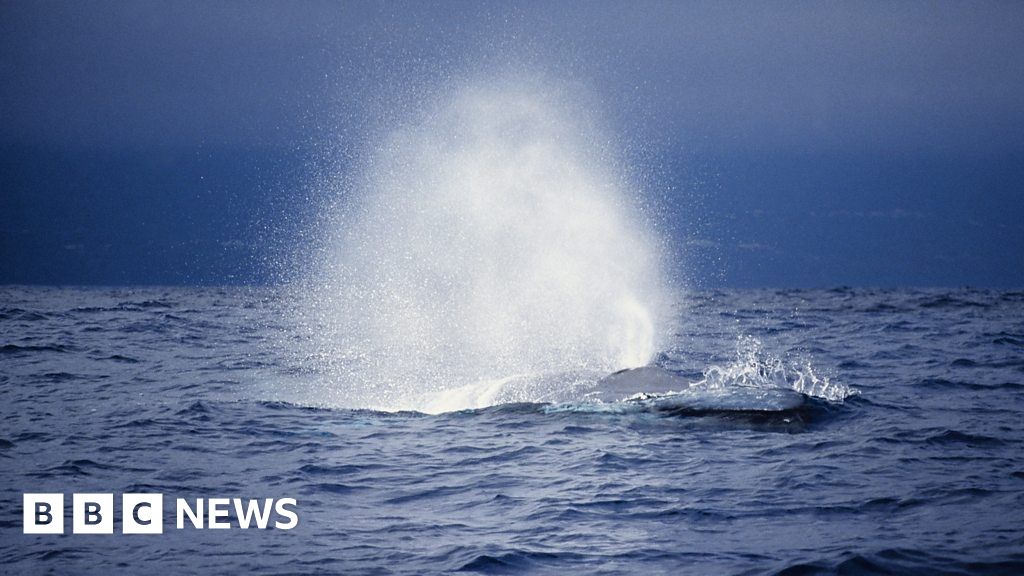 Whale song recorded by ocean-floor seismometers - BBC News
