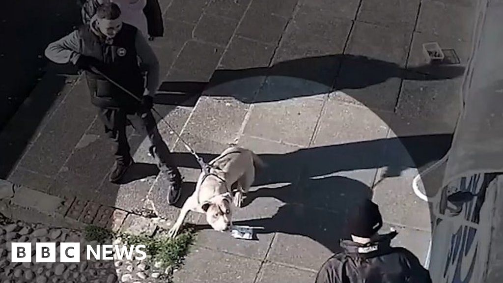 Jack Lis: CCTV shows dog lunging at people days before attack - BBC News