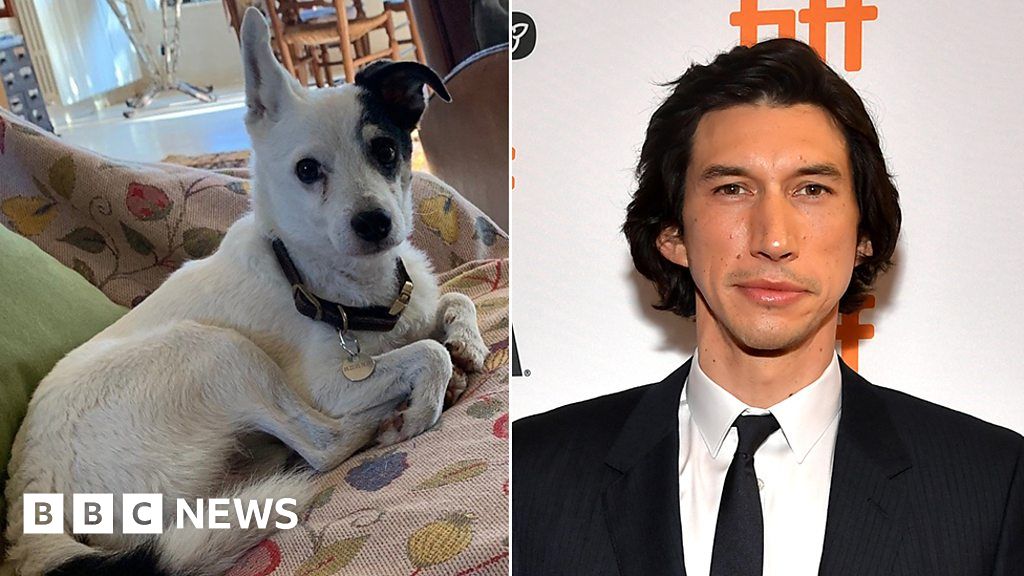 Adam Driver and Mark Hamill film appeal for director's lost dog - BBC News
