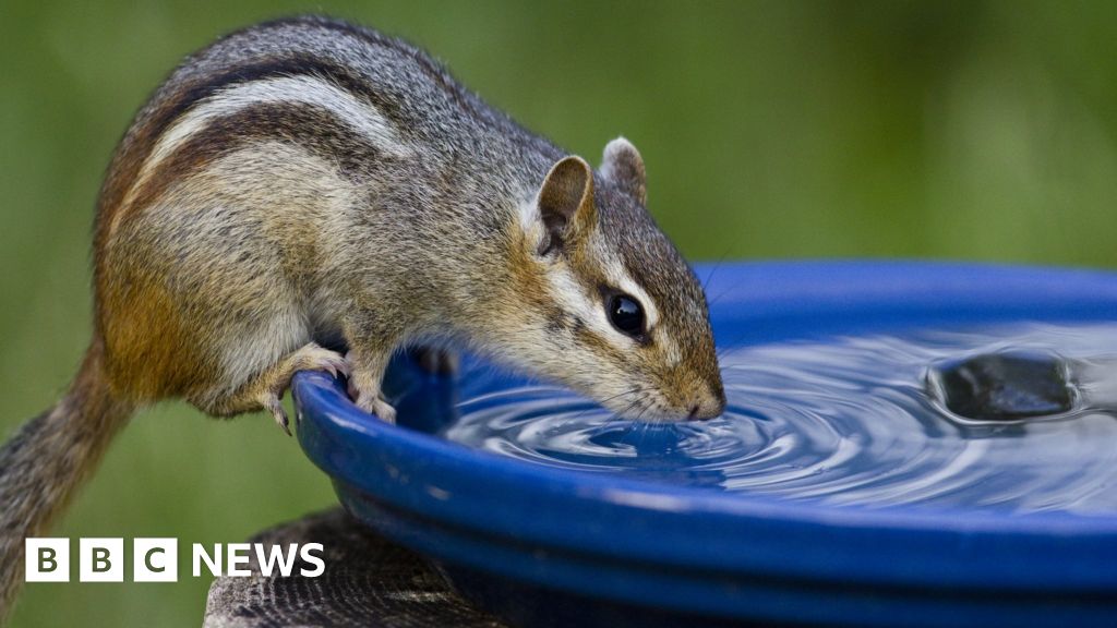 DNA clues to how chipmunk earned its stripes - BBC News
