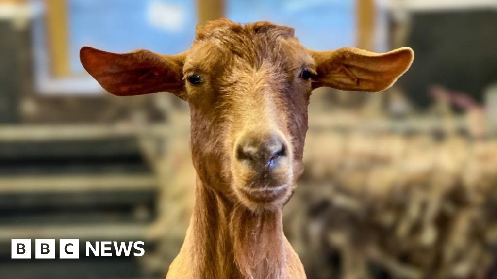 Royal title to be granted to Guernsey goat breed