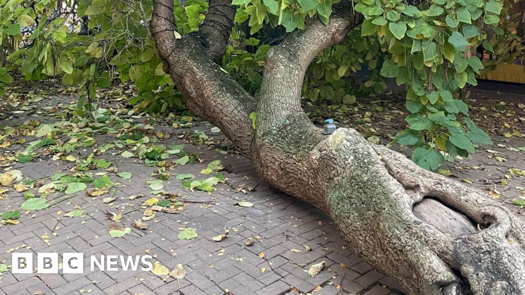 Newspapers and trending: Tree down in town centre - BBC News