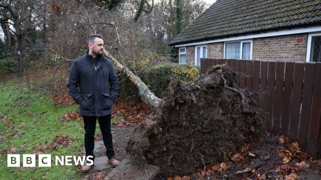 Neglected Middlesbrough trees pose injury risk, councillor fears - BBC News