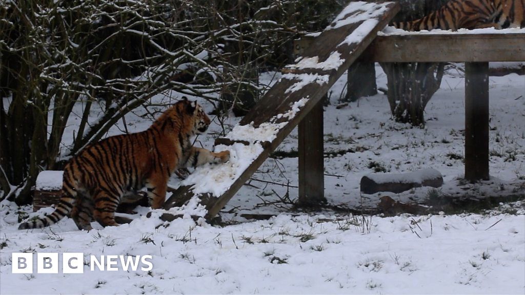 ZSL Whipsnade Zoo animals explore snowy conditions - BBC News