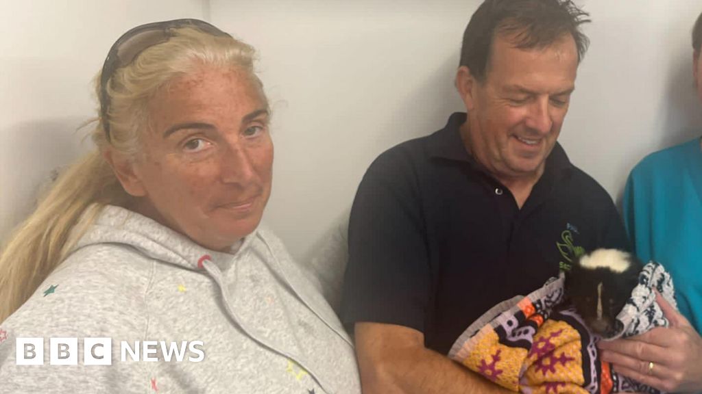 Missing pet skunk Barney found after 16 days - BBC News