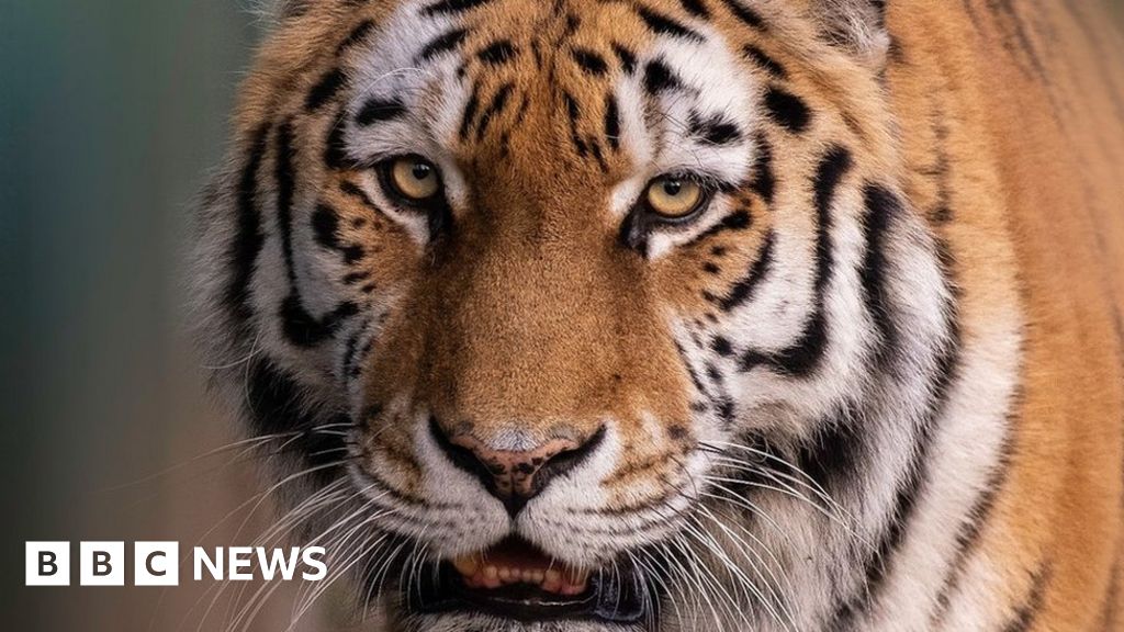 'First of its kind' tiger habitat opens at Paradise Wildlife Park