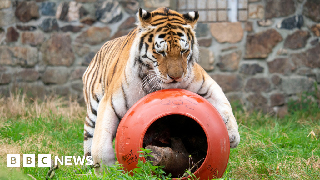 Dartmoor Zoo tiger given repurposed olive barrels to play with