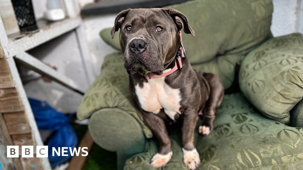 Uncertain future for possible XL bully in Taunton animal rescue centre ...