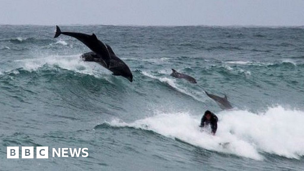 Dolphins swim among surfers off Cornish coast - BBC News