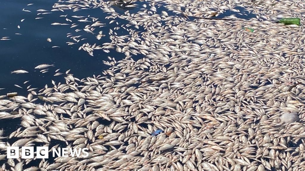 Salford Quays: Hundreds of fish found dead after hot weather - BBC News