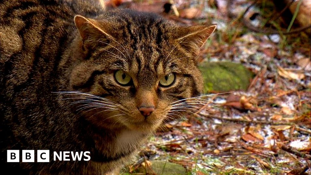 Captivity-bred wildcats to be released into wild in Cairngorms