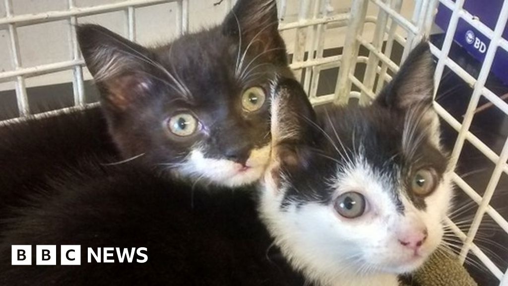 Kittens towed 87 miles in broken-down car to garage in Wales - BBC News