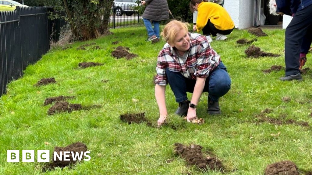 Haddenham author plants 500 daffodils for lost loved ones - BBC News