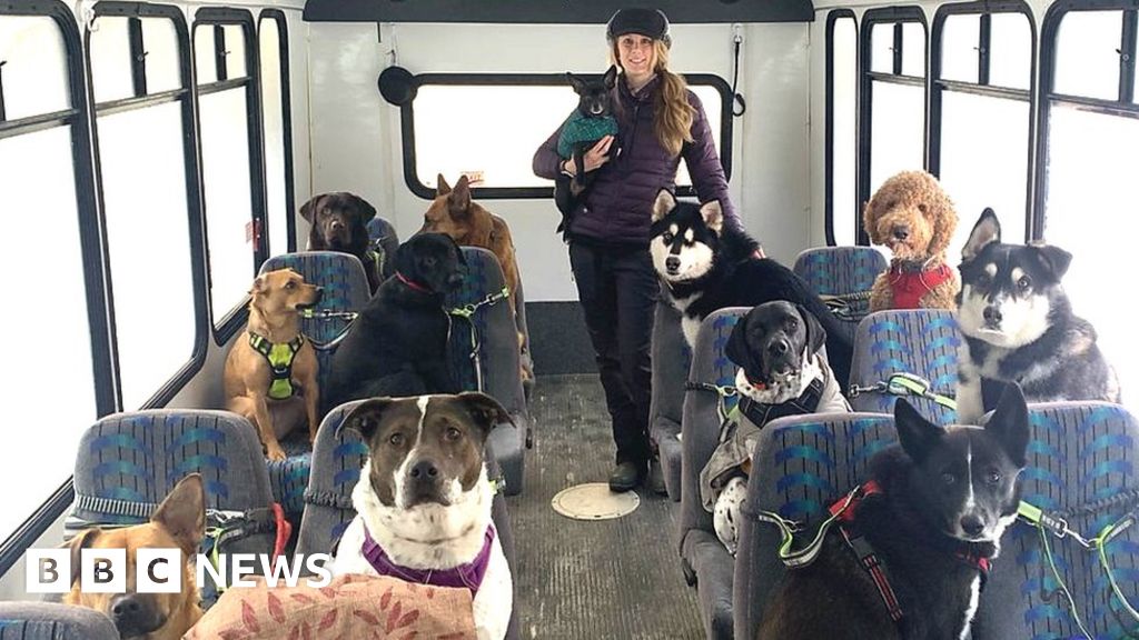 Youtube Dogs On Bus In Alaska at Wilbur Pritt blog