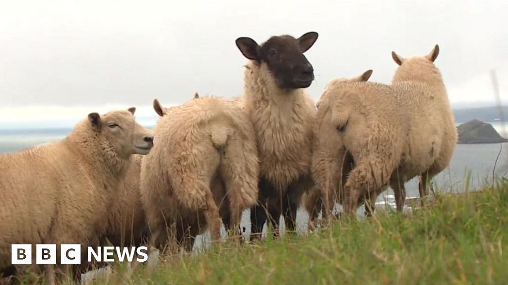 Prolonged rain stops South West farmers shearing sheep - BBC News
