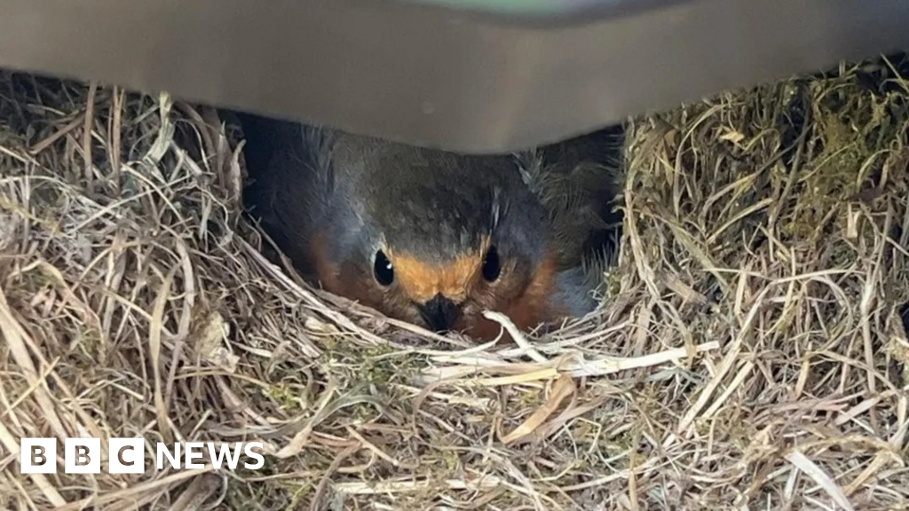 First robin chicks hatch from eggs laid on a motorbike - BBC News