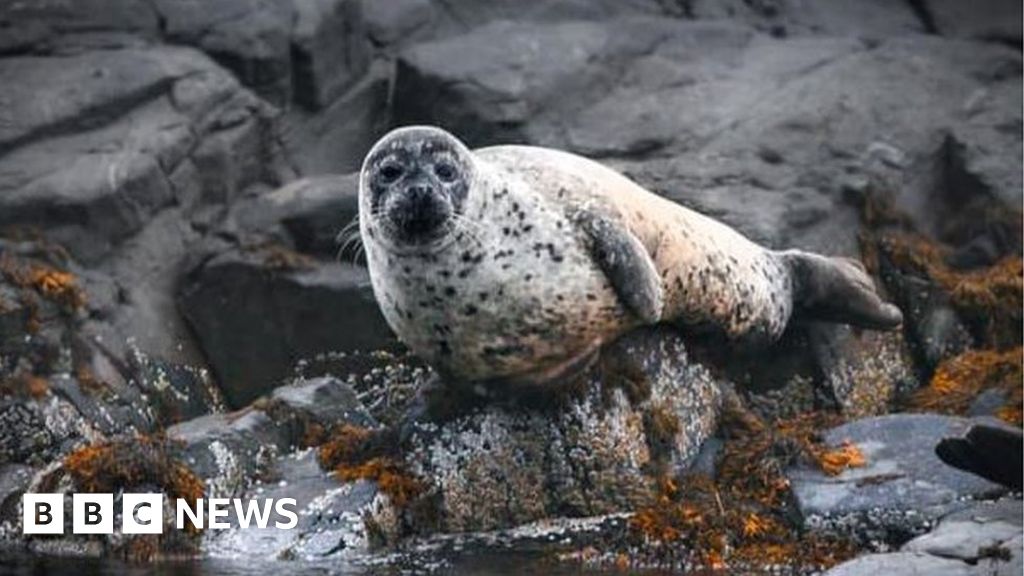 Brixham seal attack: Swimmer taken to hospital