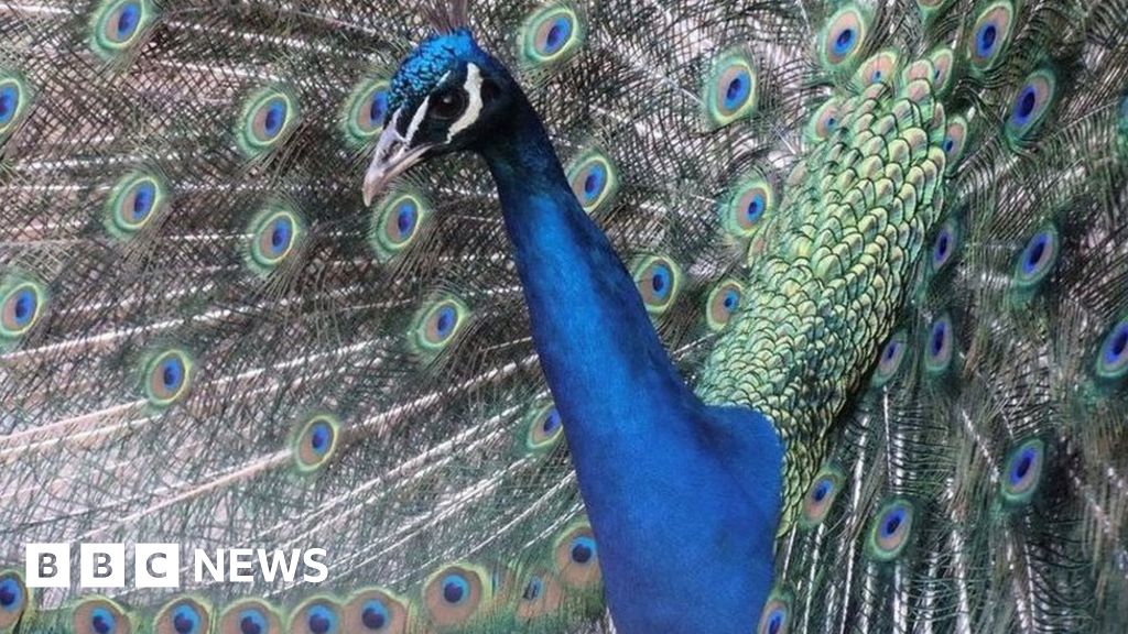Newstead Abbey: 'King of the peacocks' dies after dog attack