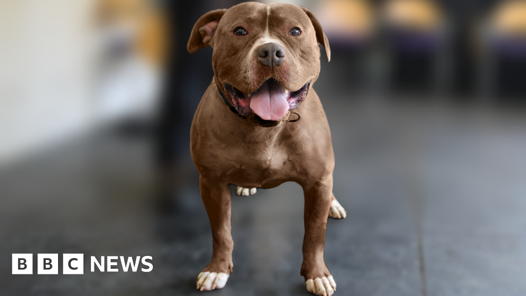 Is the American XL bully ban working?