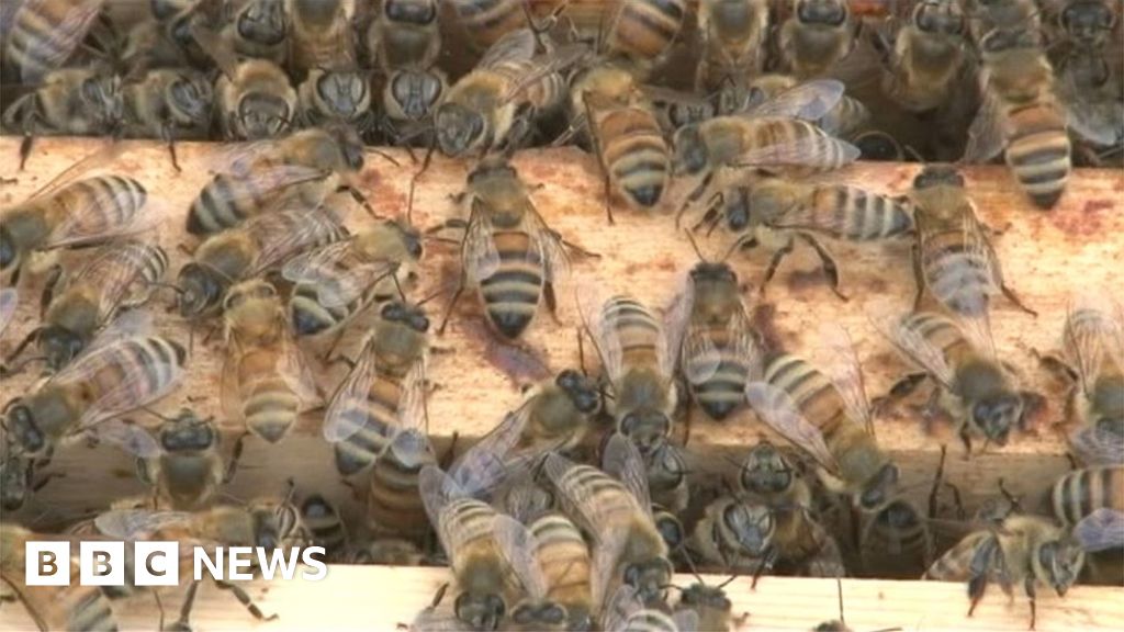 Scottish bees hit by poor summer weather - BBC News