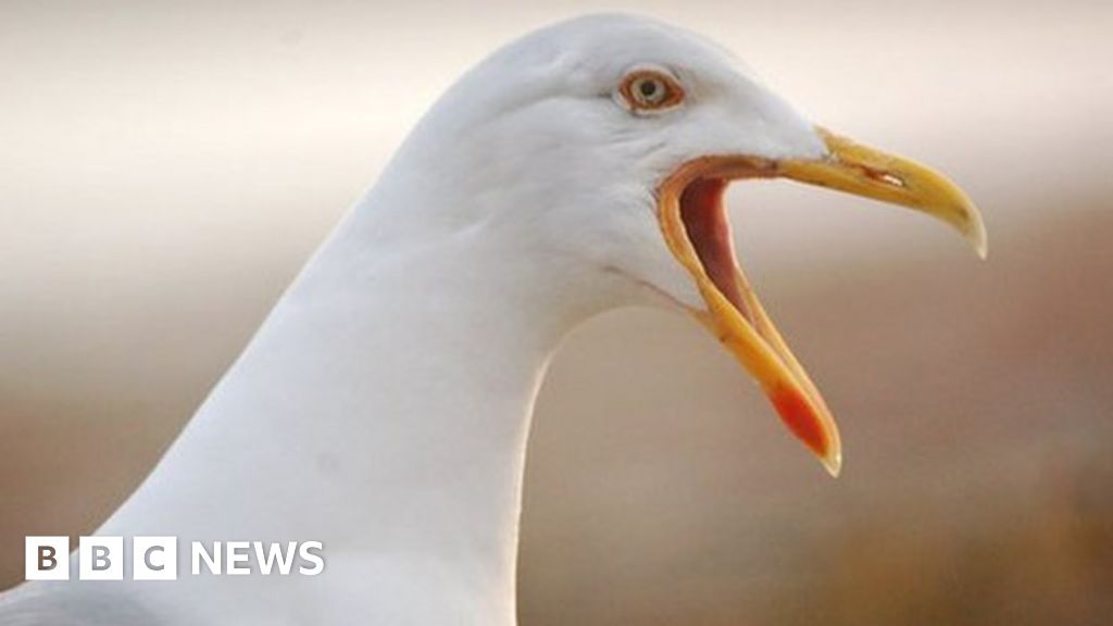 Protect food warning in Gwynedd over swooping seagulls