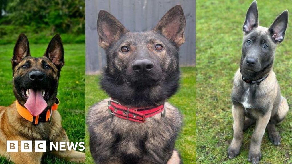 Three rescued abandoned puppies qualify as police dogs in Durham - BBC News