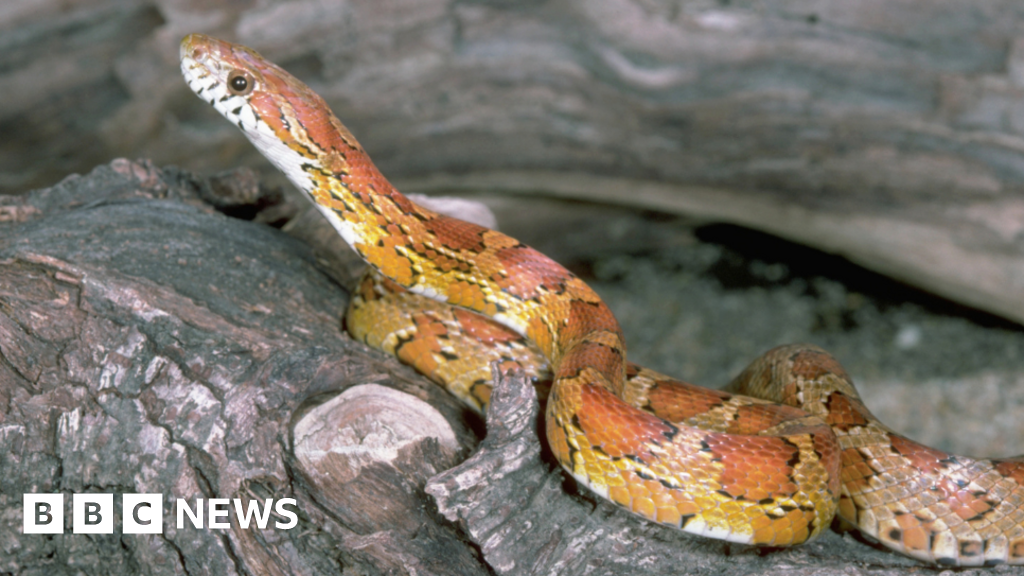 Abandoned snakes rescued at Glasgow Botanic Gardens - BBC News