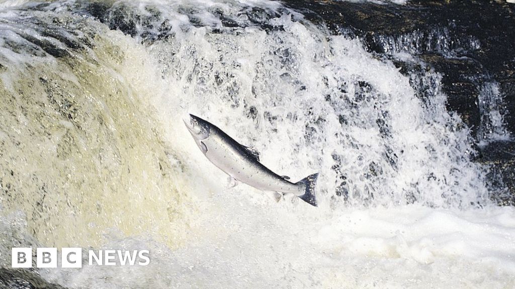Anglers welcome Hexham bridge hydropower plan shelving - BBC News