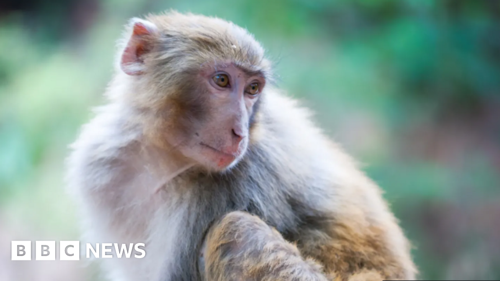 All missing monkeys now found after escape from US research lab in South Carolina