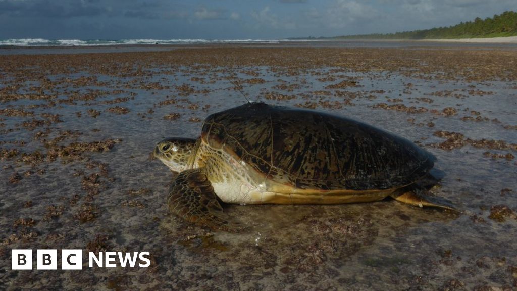 Swansea University study tracks nesting turtle numbers - BBC News