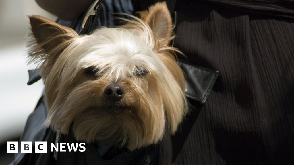 'Designer' puppy boom boosts unlicensed breeders - RSPCA - BBC News