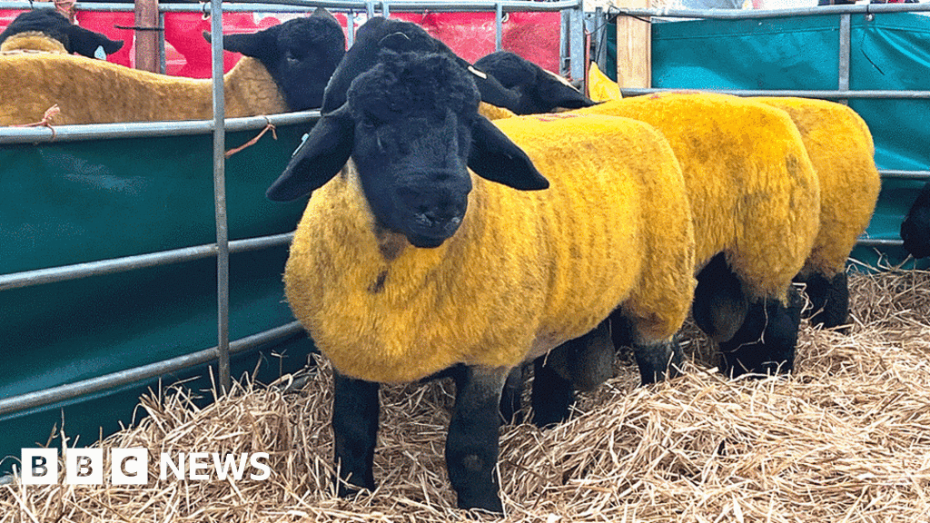 Historic ram sales held in the Borders - BBC News
