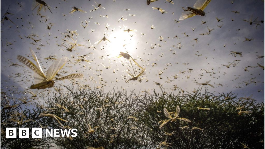 Locusts: UN calls for international help in East Africa - BBC News