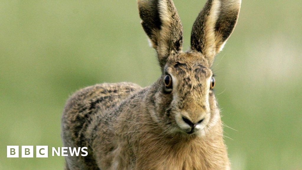 Tougher measures to tackle hare coursing in force - BBC News