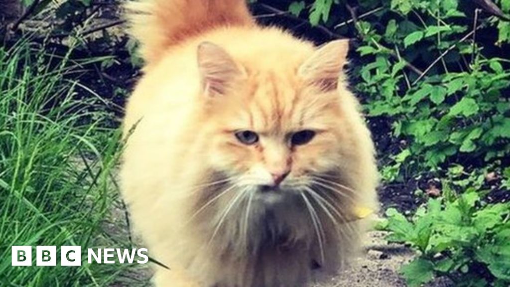 Arrest after Instagram cat Mr Muk stolen from Islington