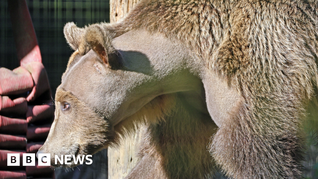 Boki: Kent brown bear recovering well after surgery