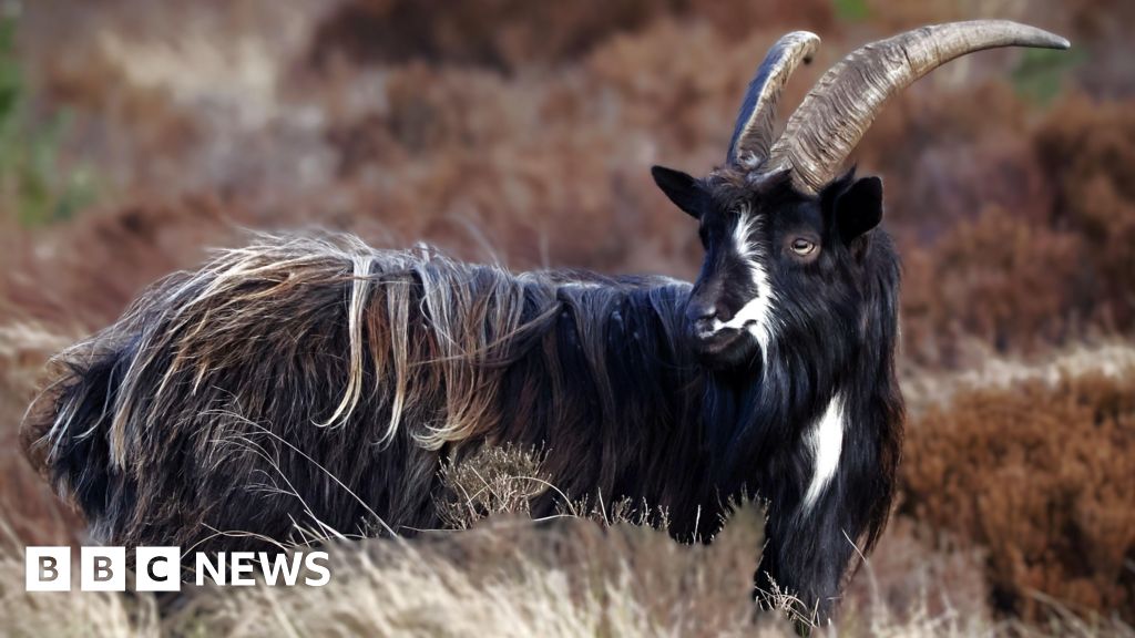 Call to protect ancient goats at centre of Langholm Moor cull