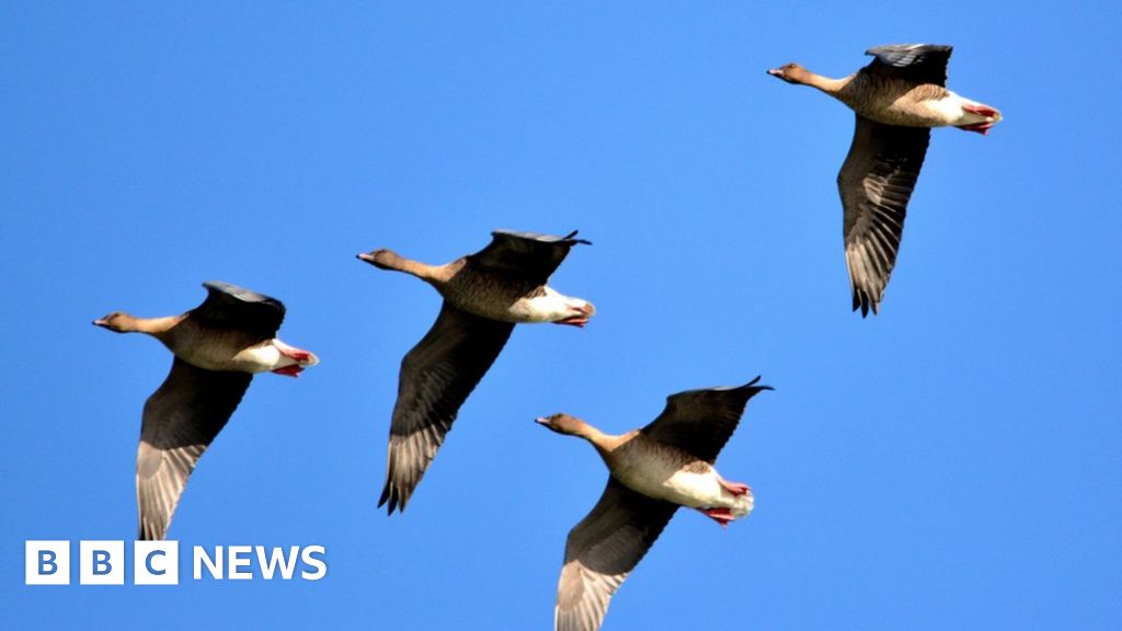 Pink-footed geese land at Montrose Basin - BBC News