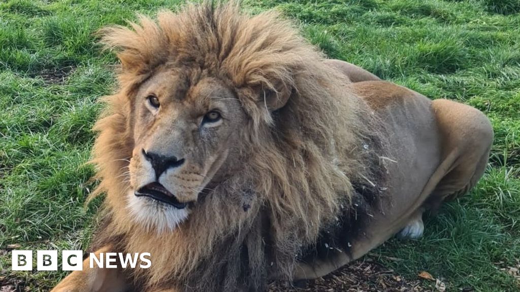 Simba, Yorkshire Wildlife Park's 14-year-old lion, dies - BBC News