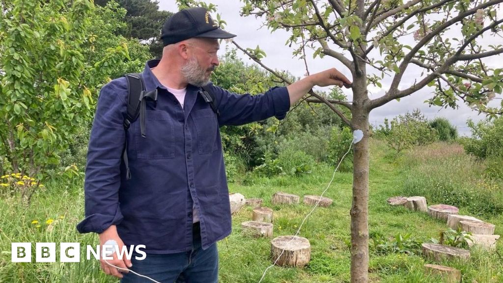 Cornwall sound artist transforms plants into musical instruments - BBC News