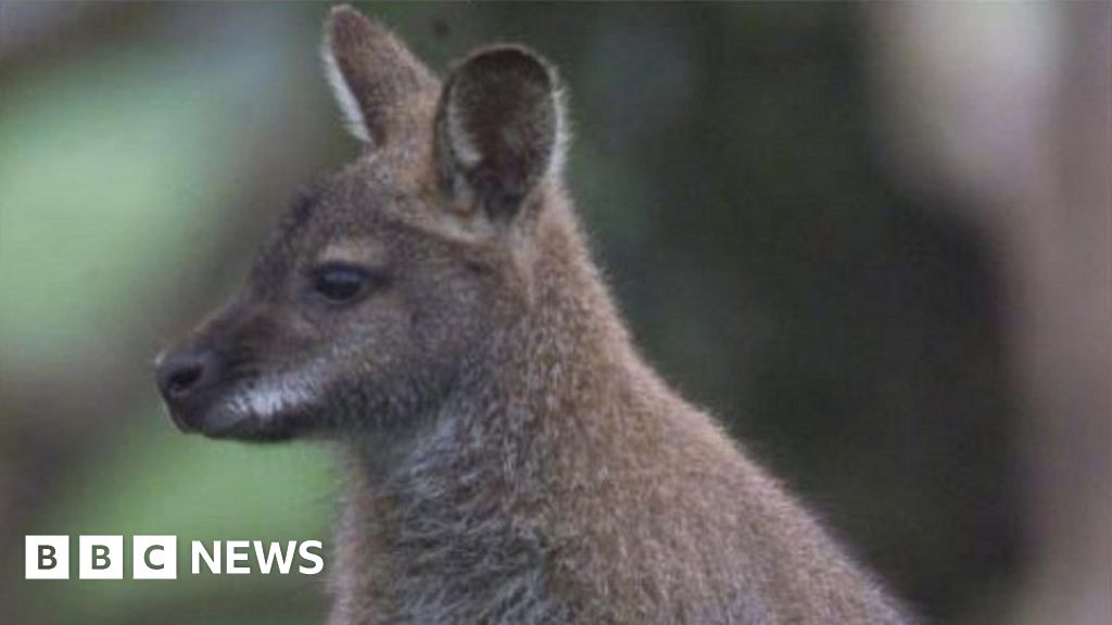 Escaped wallaby on the tracks causes rail delays - BBC News