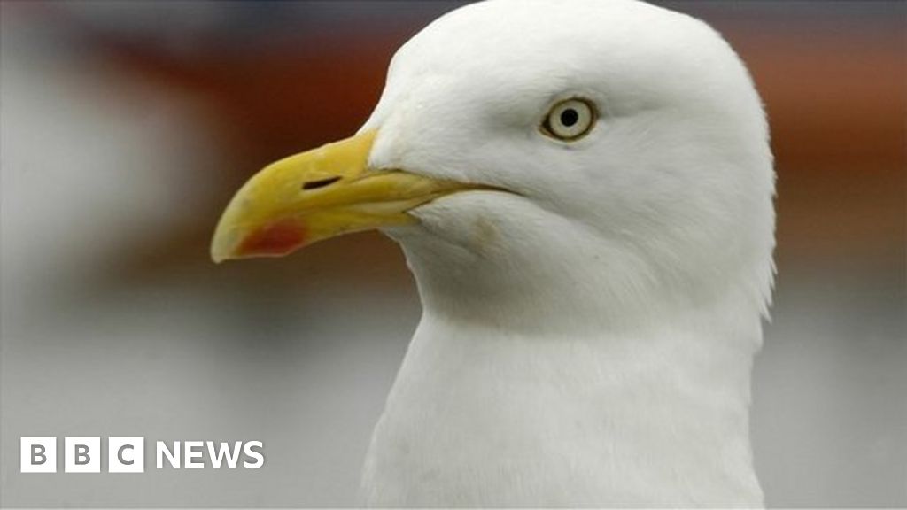 Have seagull attacks left the birds misunderstood? - BBC News