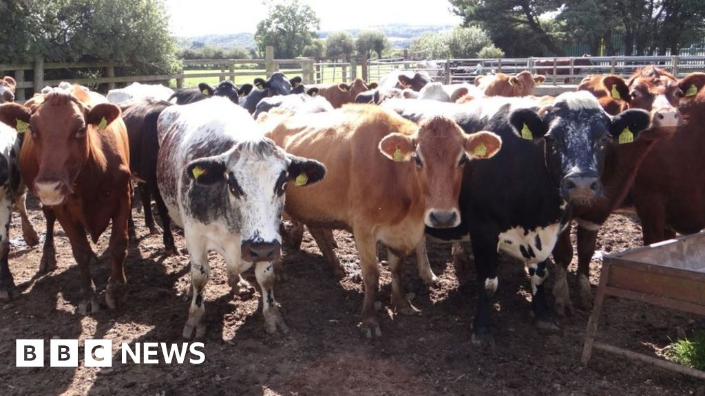 Herd of 70 cows saved from slaughter head for Norfolk sanctuary - BBC News