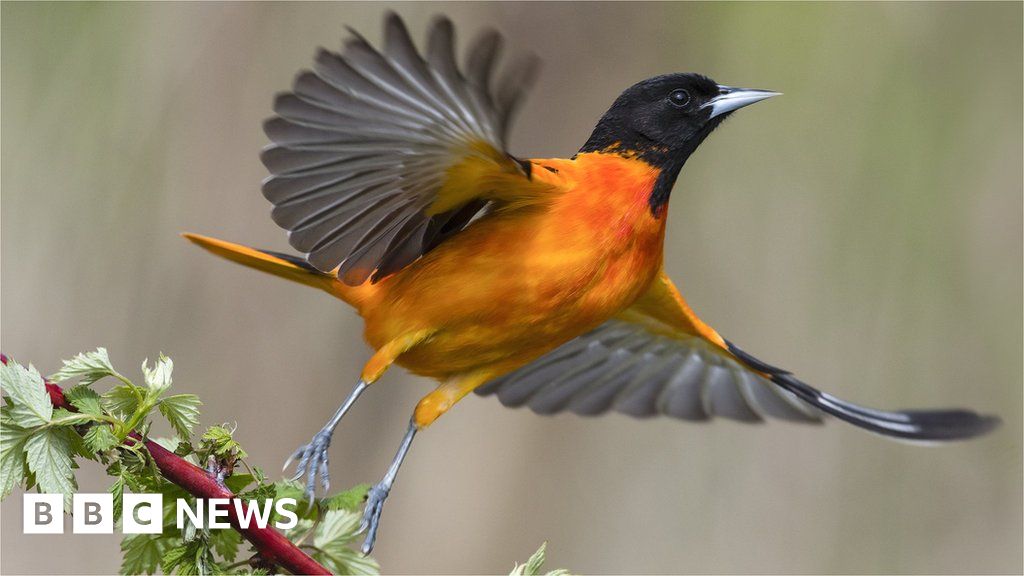 Five things we've learned from nature crisis study - BBC News