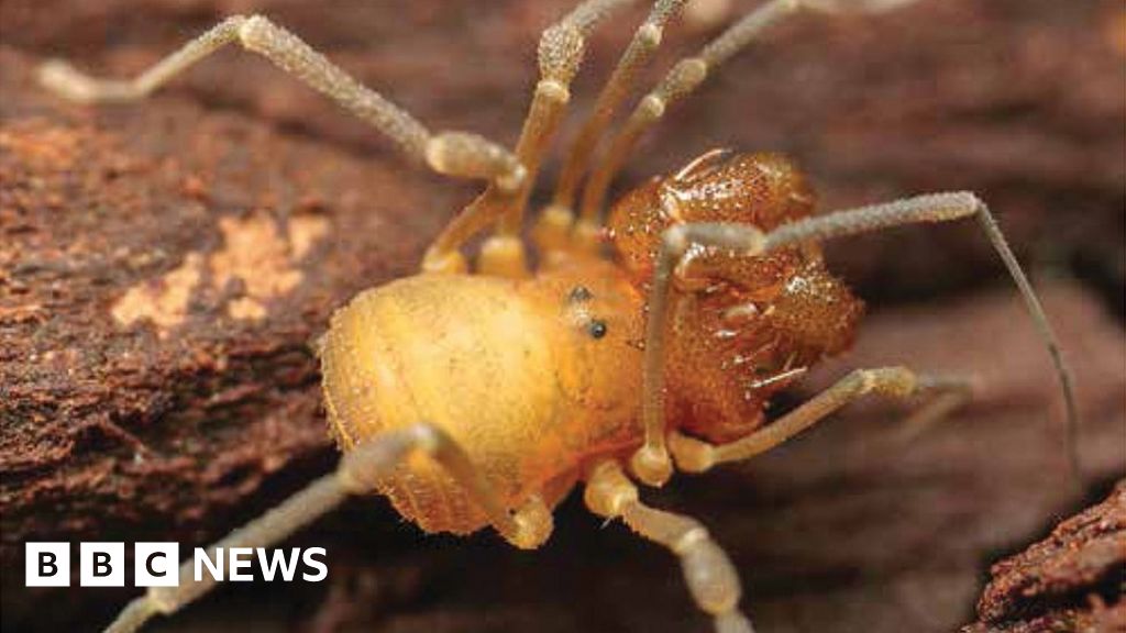 'Monster spider' discovered in Oregon called Cryptomaster Behemoth ...