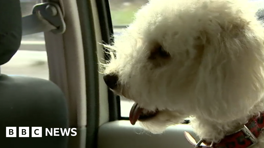 'Cab for Buster': The new taxi service for pets - BBC News