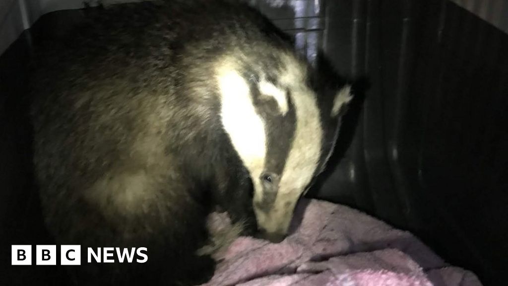 Badger rescued from bottom of 30ft well in Cromer - BBC News